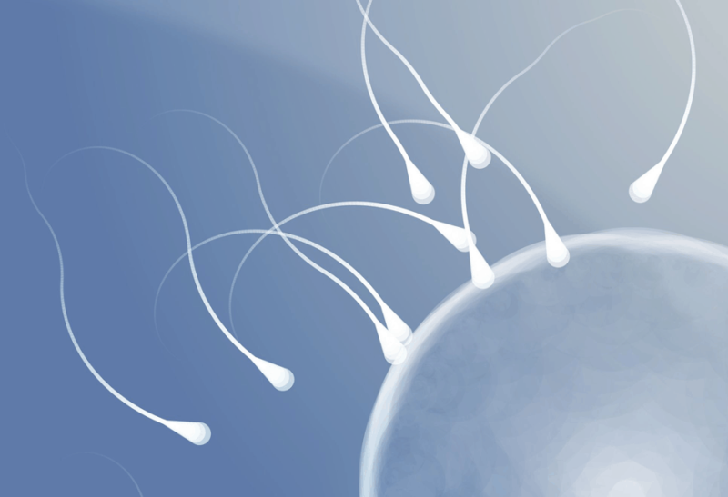 How Does the Female Reproductive System Work? | RSMC